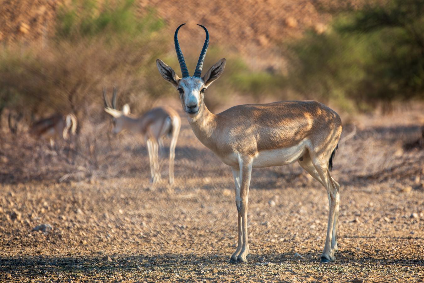 What Animals Are Native to Saudi Arabia’s Desert?